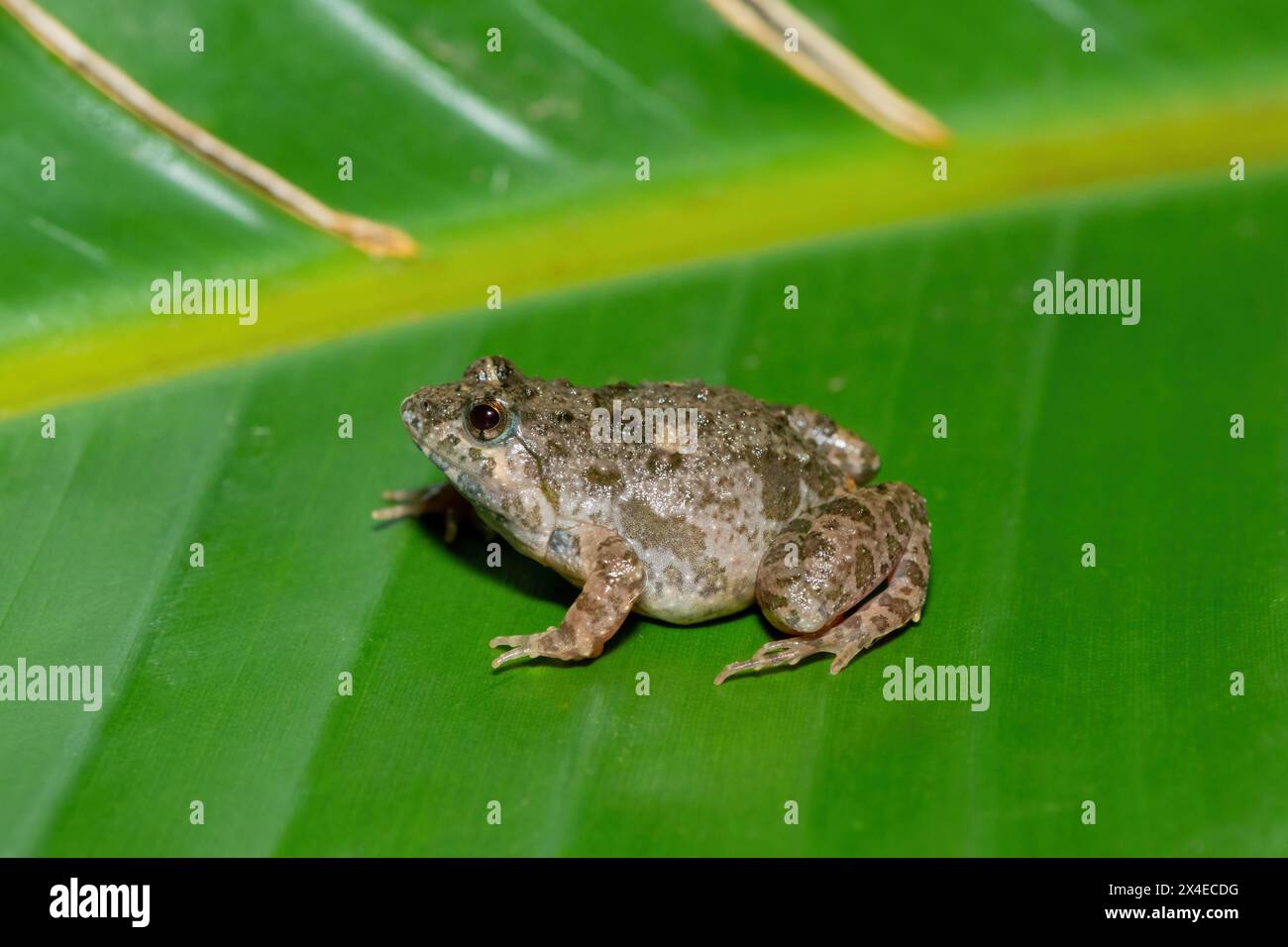 Snoring puddle frog hi-res stock photography and images - Alamy