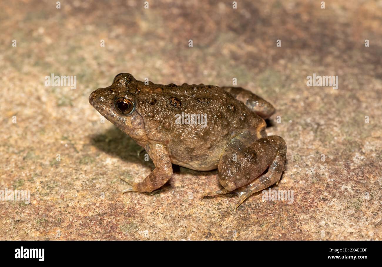 Snoring puddle frog hi-res stock photography and images - Alamy