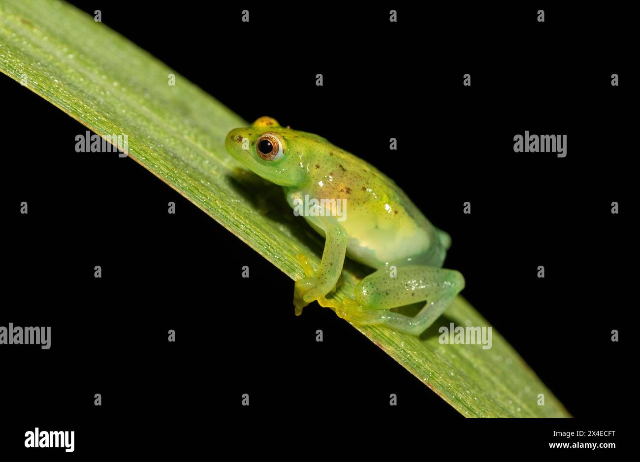 A cute Water Lily Reed Frog (Hyperolius pusillus Stock Photo - Alamy