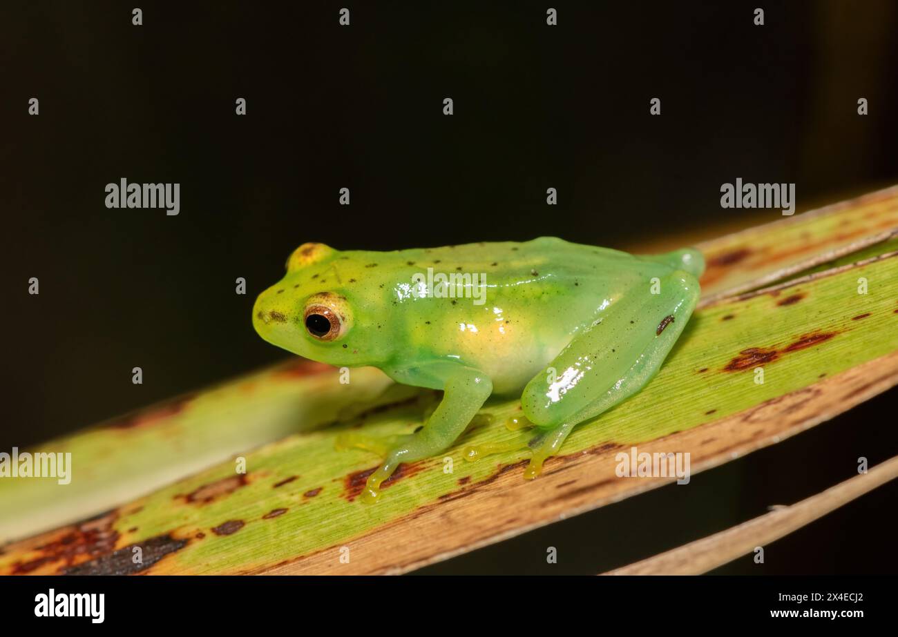 A cute Water Lily Reed Frog (Hyperolius pusillus Stock Photo - Alamy