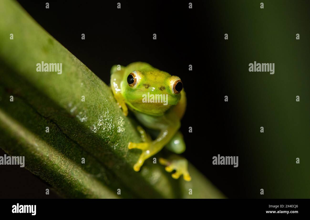 A cute Water Lily Reed Frog (Hyperolius pusillus Stock Photo - Alamy