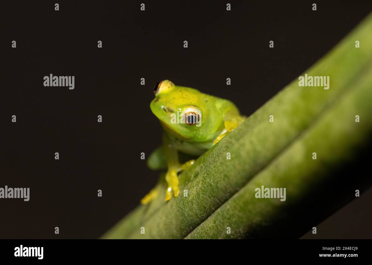 A cute Water Lily Reed Frog (Hyperolius pusillus Stock Photo - Alamy
