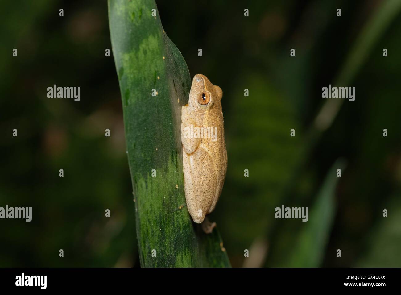 Yellow-striped Reed Frog (Hyperolius semidiscus) in winter Stock Photo ...