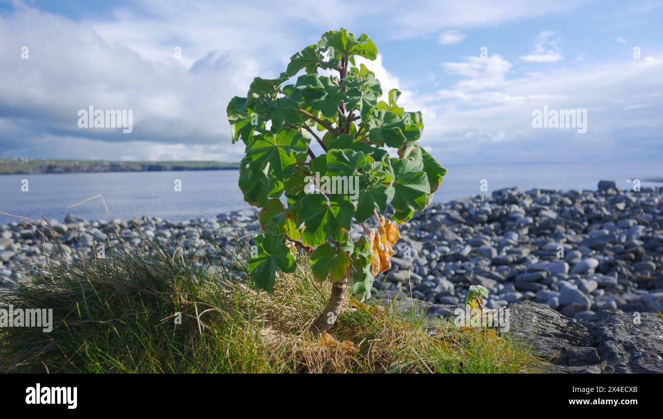 Weather spring ireland hi-res stock photography and images - Alamy
