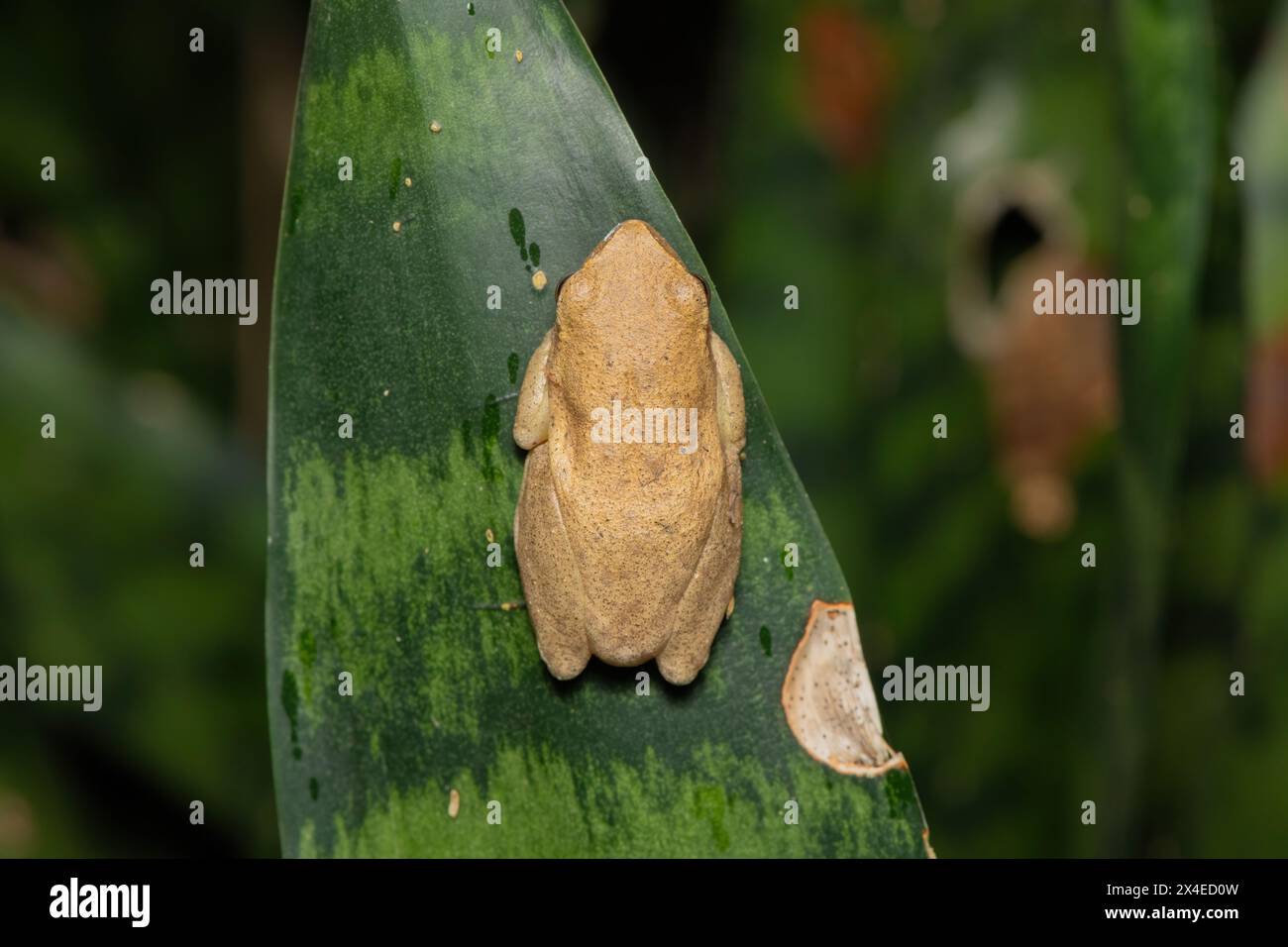 Yellow-striped Reed Frog (Hyperolius semidiscus) in winter Stock Photo ...