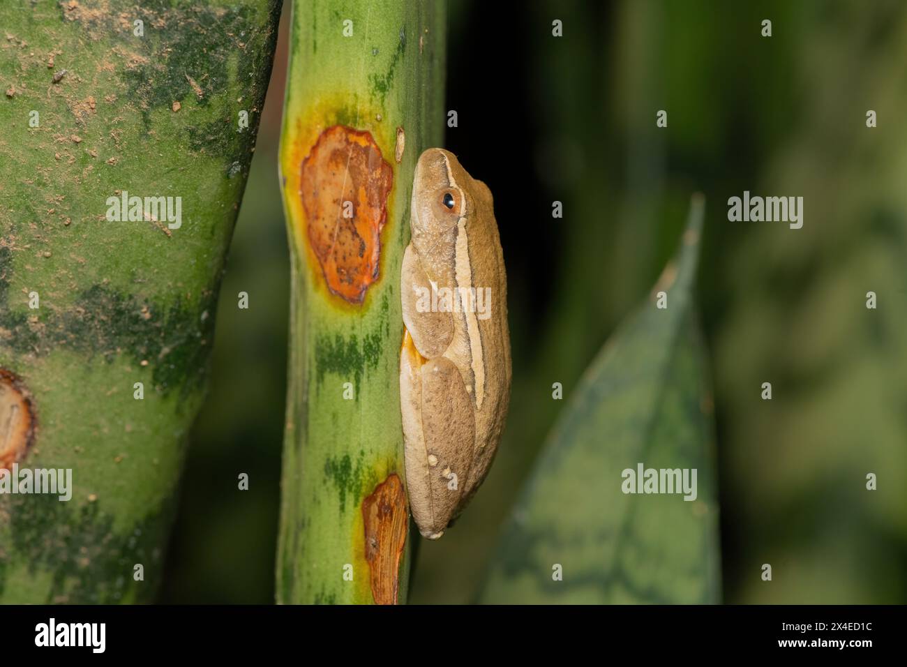 Yellow-striped Reed Frog (Hyperolius semidiscus) in winter Stock Photo ...