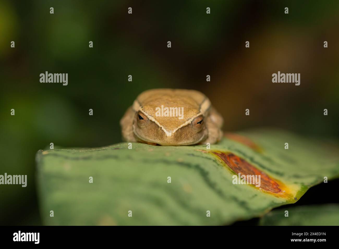 Yellow-striped Reed Frog (Hyperolius semidiscus) in winter Stock Photo ...