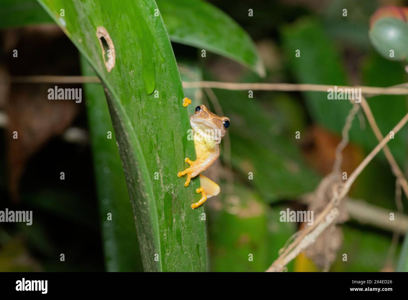 Yellow-striped Reed Frog (Hyperolius semidiscus) in winter Stock Photo ...