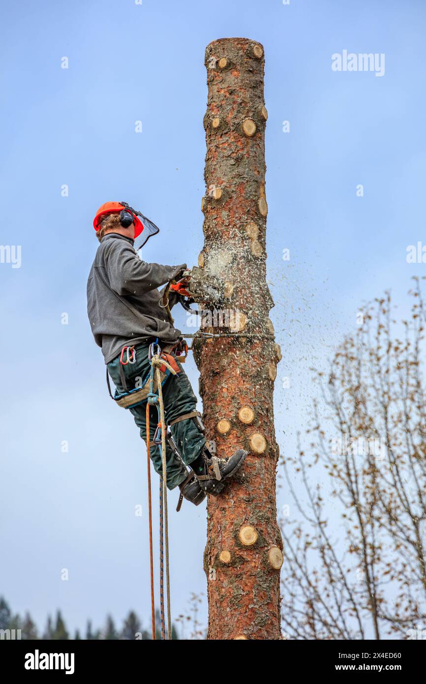 An arborist with a safety rope and climbing spurs uses a chain saw to safely cut down an ...