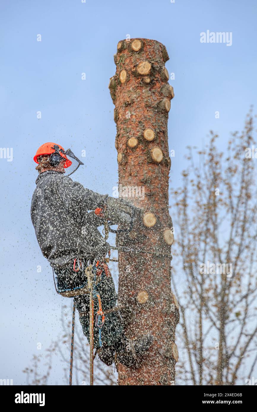 An arborist with a safety rope and climbing spurs uses a chain saw to safely cut down an ...