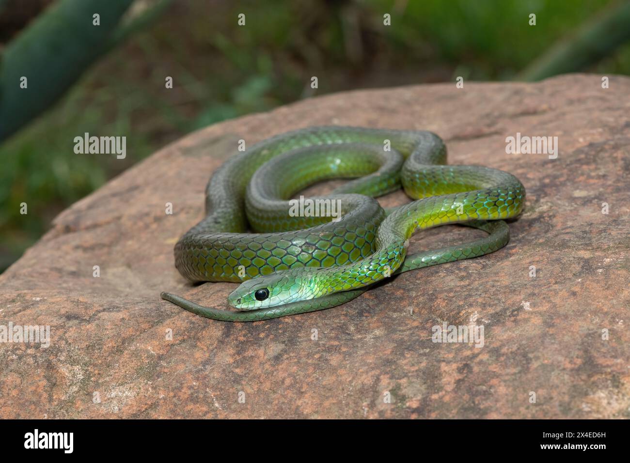 A beautiful Western Natal Green Snake (Philothamnus occidentalis ...