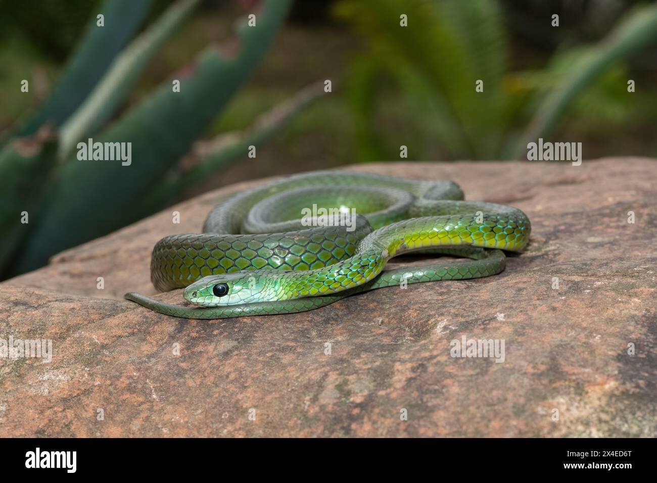 A beautiful Western Natal Green Snake (Philothamnus occidentalis ...