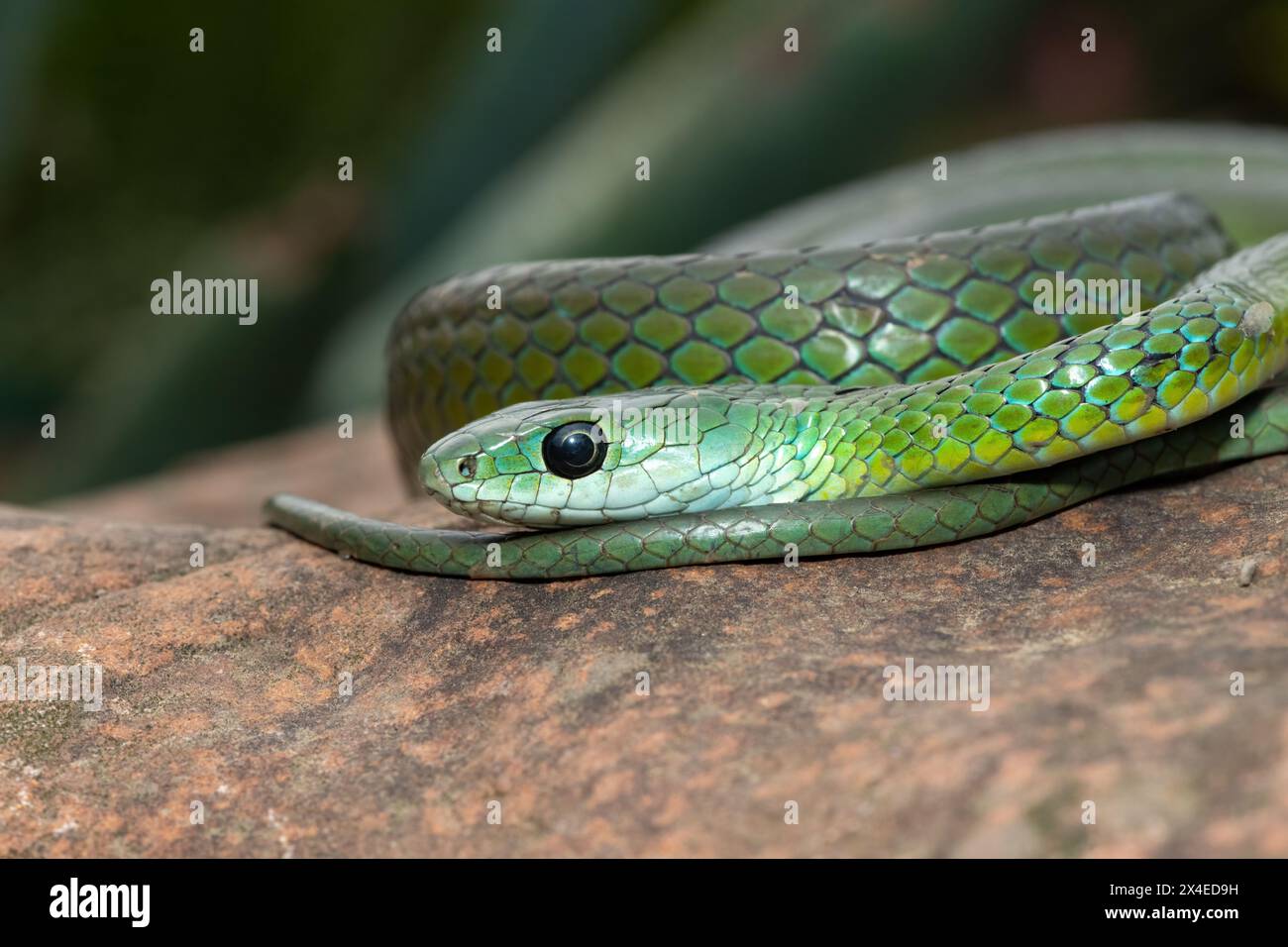 Philothamnus occidentalis hi-res stock photography and images - Alamy