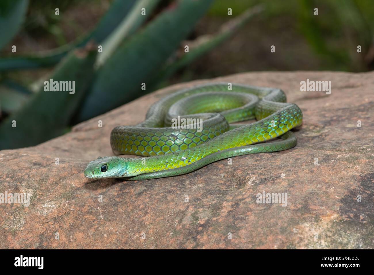 A beautiful Western Natal Green Snake (Philothamnus occidentalis ...