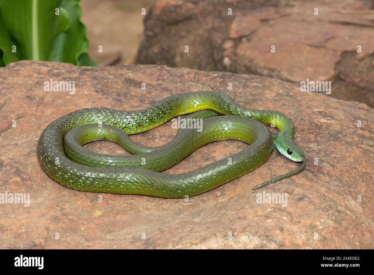 A beautiful Western Natal Green Snake (Philothamnus occidentalis ...