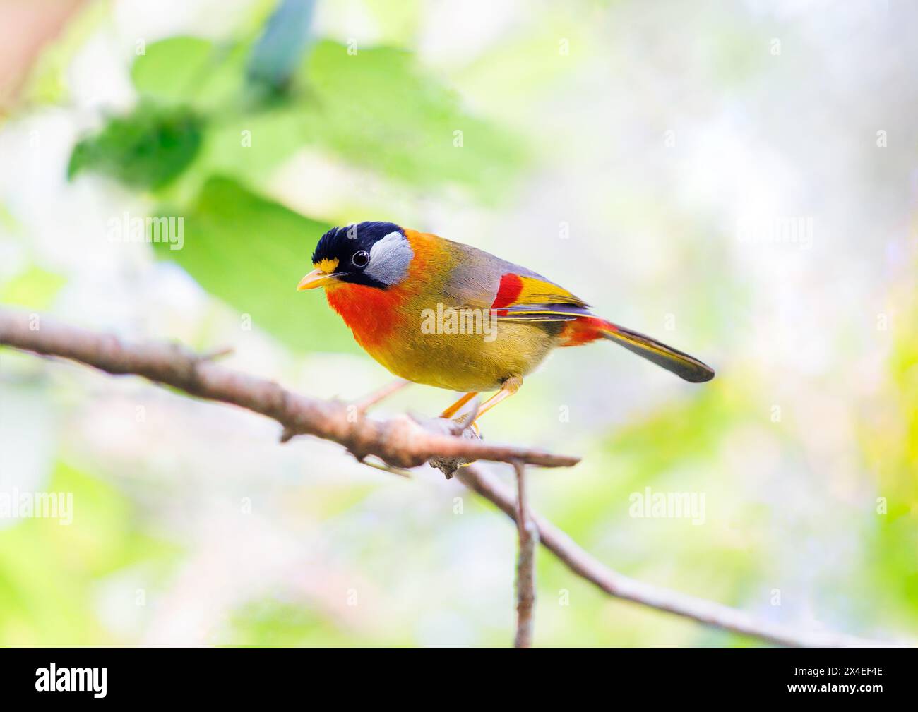 A colorful finch perches on a tree branch, singing a sweet song Stock ...