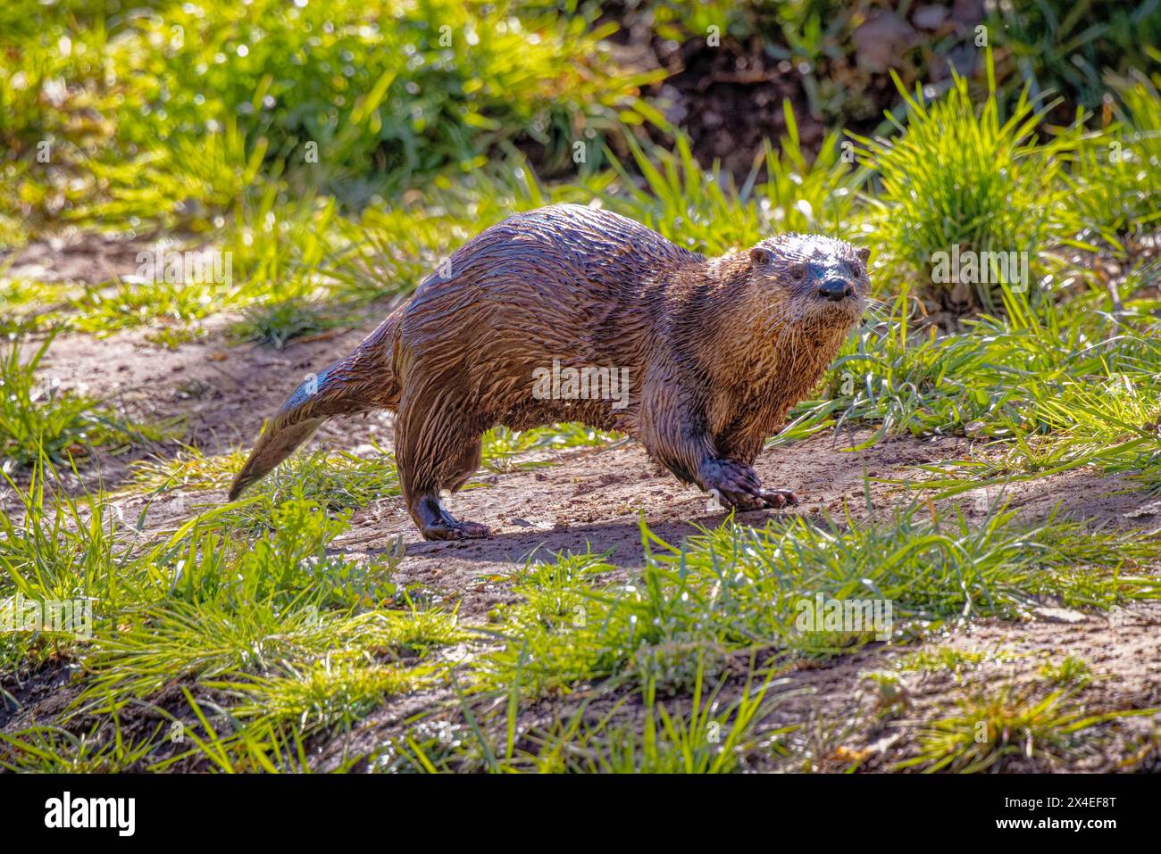USA, Arizona, Cottonwood, Dead Horse State Park. North American river ...
