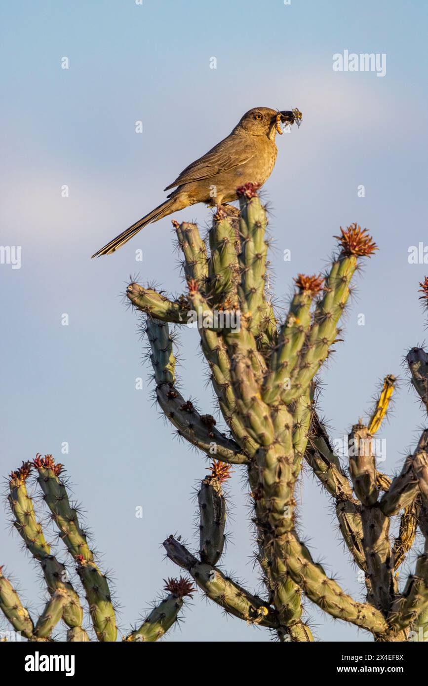 USA, Arizona, Cottonwood, Fort McDowell State Park. Curve-billed ...