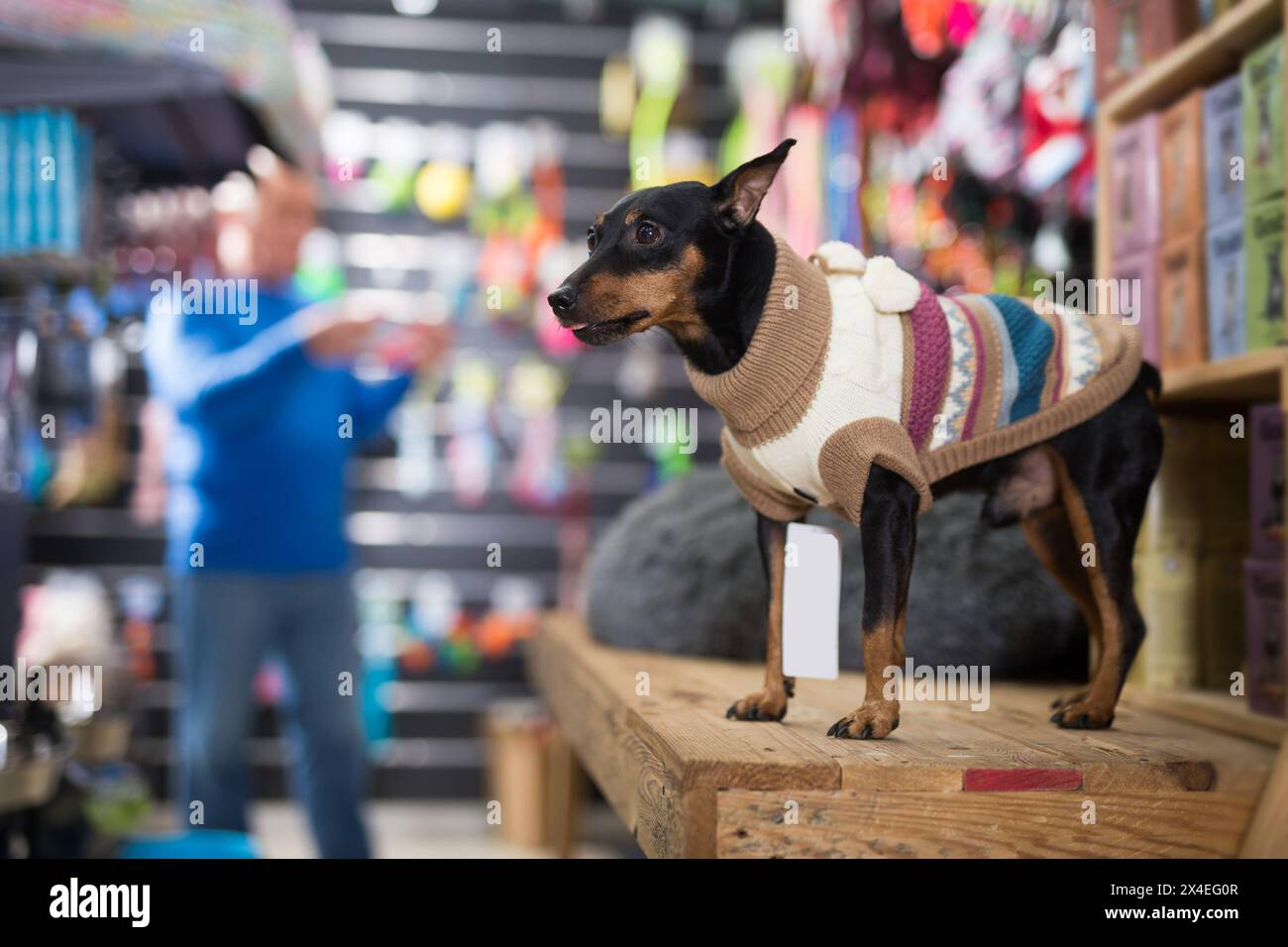 Russian salon dog hi-res stock photography and images - Alamy
