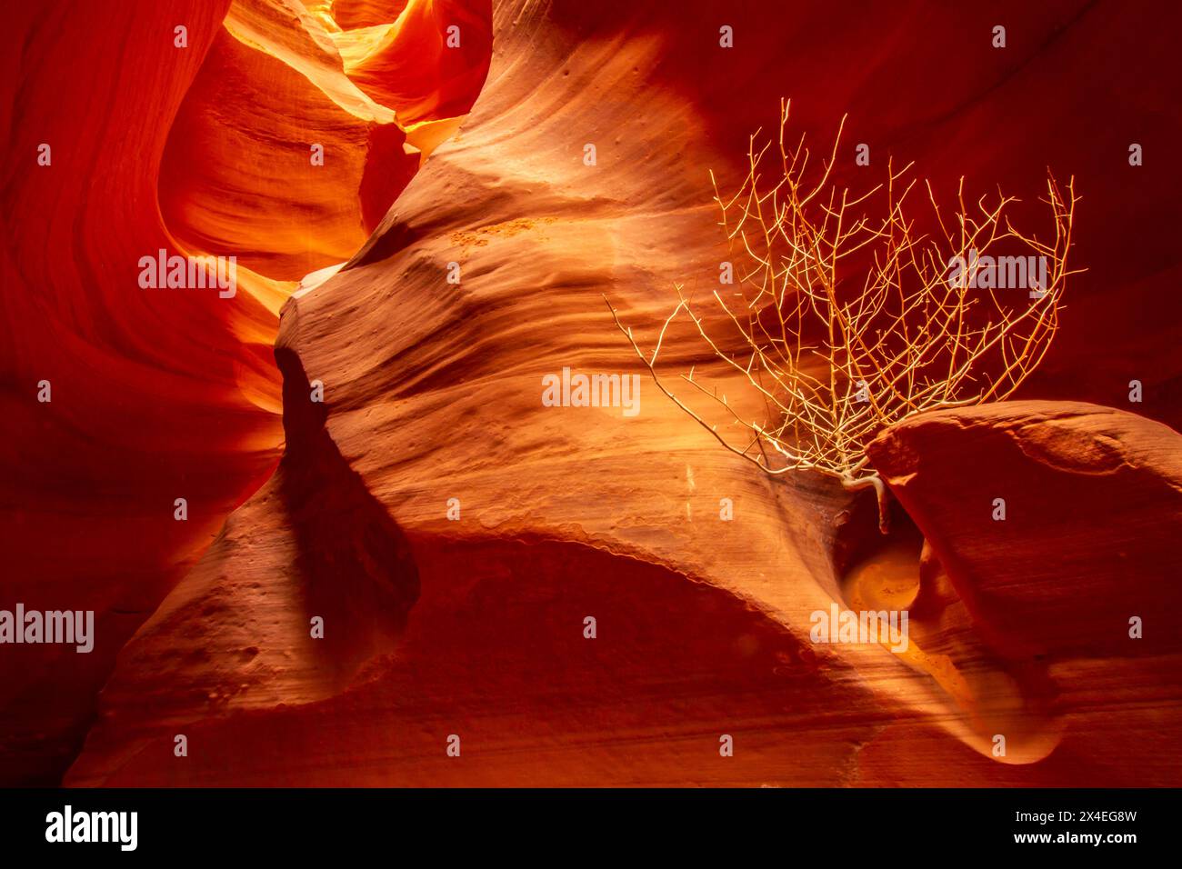 USA, Arizona, Lake Powell Navajo Tribal Park. Tumbleweed in Lower ...