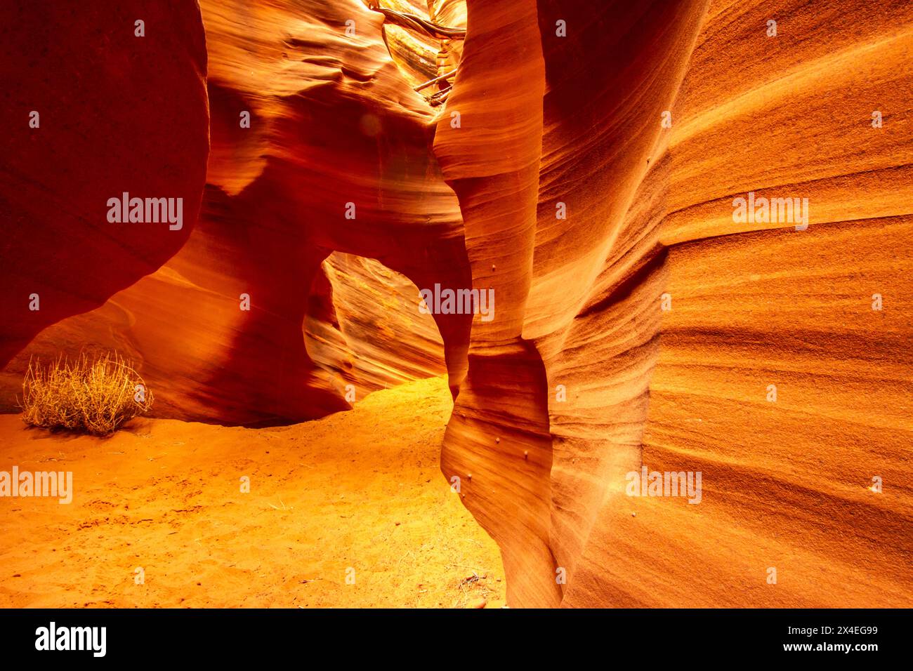 USA, Arizona, Lake Powell Navajo Tribal Park. Tumbleweed in Lower ...