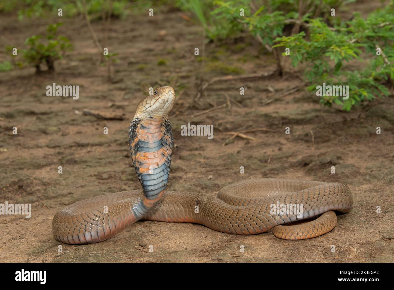 A deadly Mozambique Spitting Cobra (Naja mossambica) ready to spit its ...