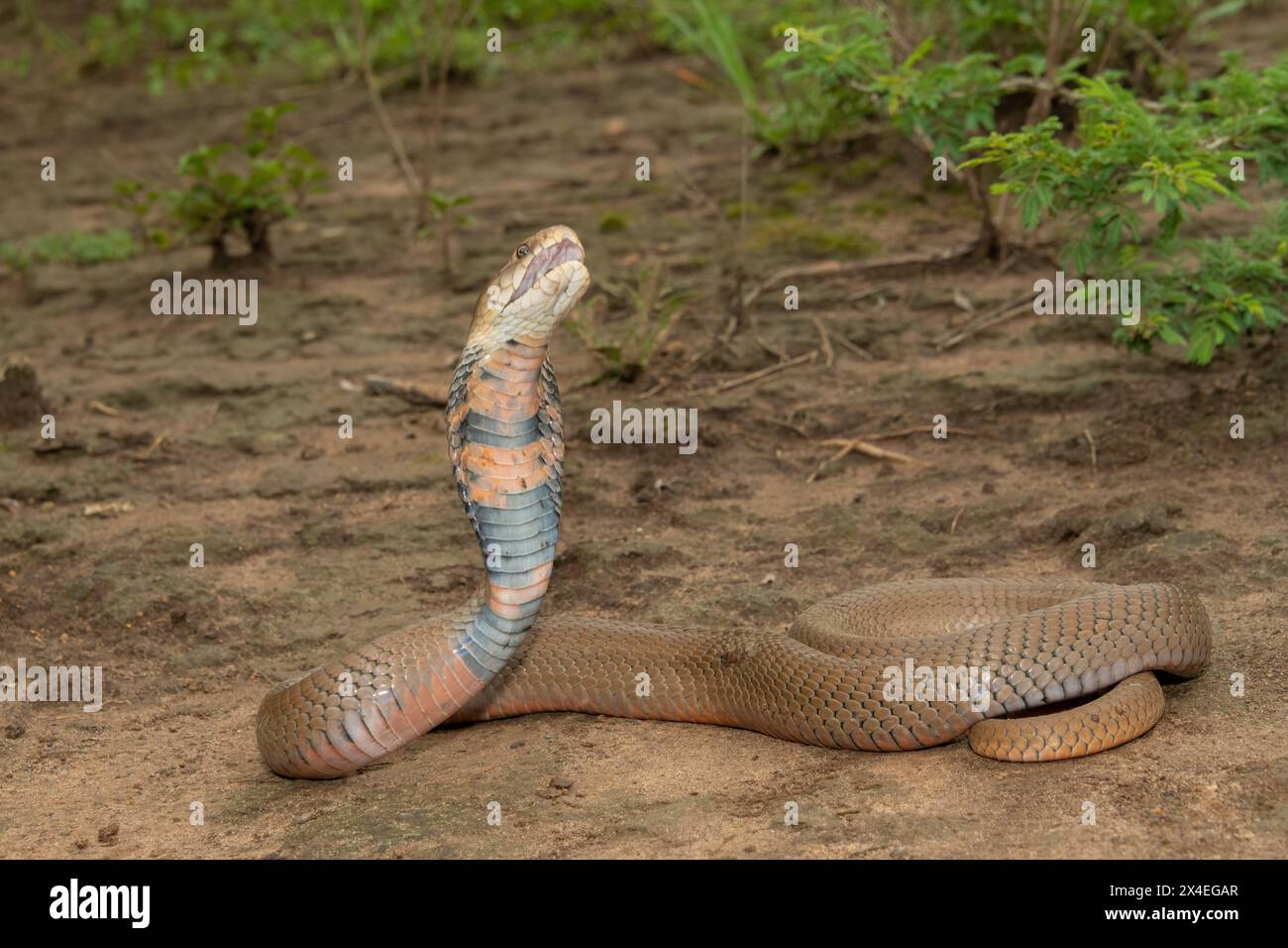 A highly venomous Mozambique Spitting Cobra (Naja mossambica) spitting ...