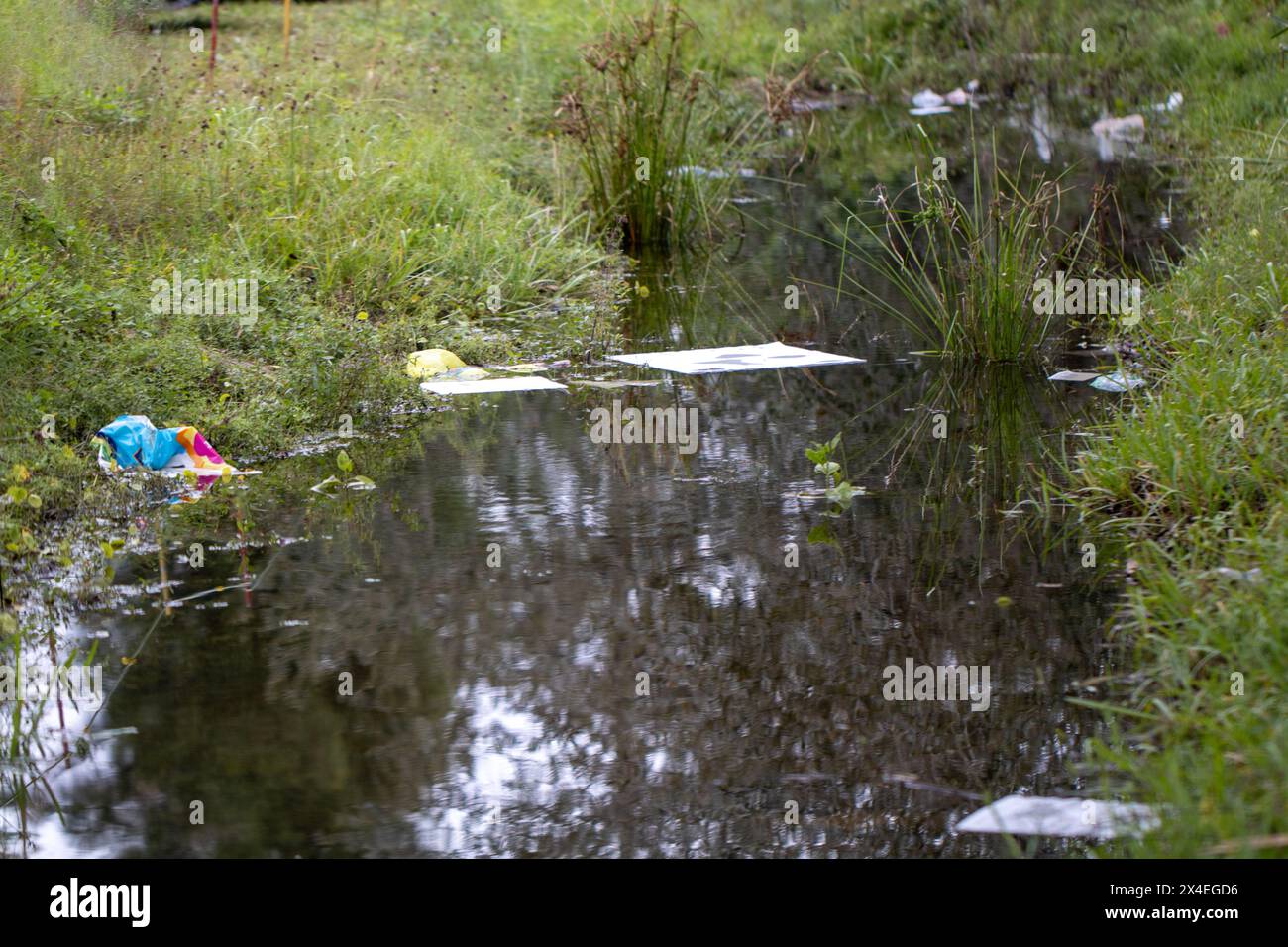 Polluted Stream of Water in Florida Stock Photo - Alamy