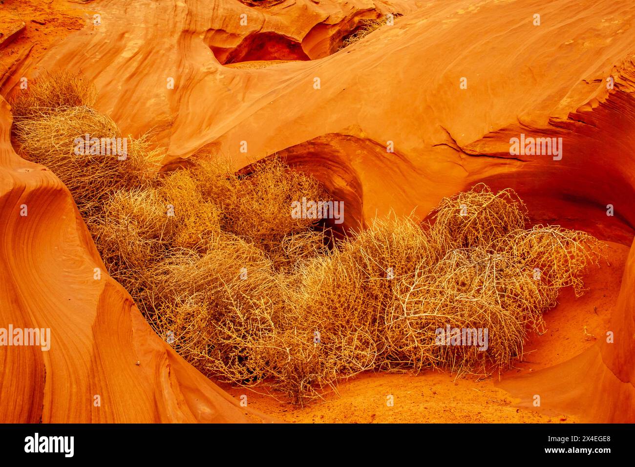 USA, Arizona, Lake Powell Navajo Tribal Park. Close-up of tumbleweeds ...