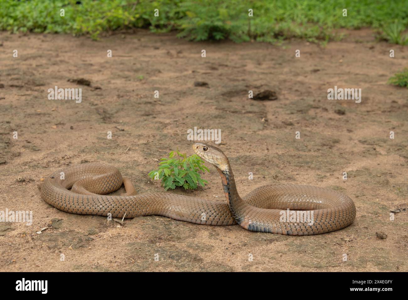 A deadly Mozambique Spitting Cobra (Naja mossambica) ready to spit its ...