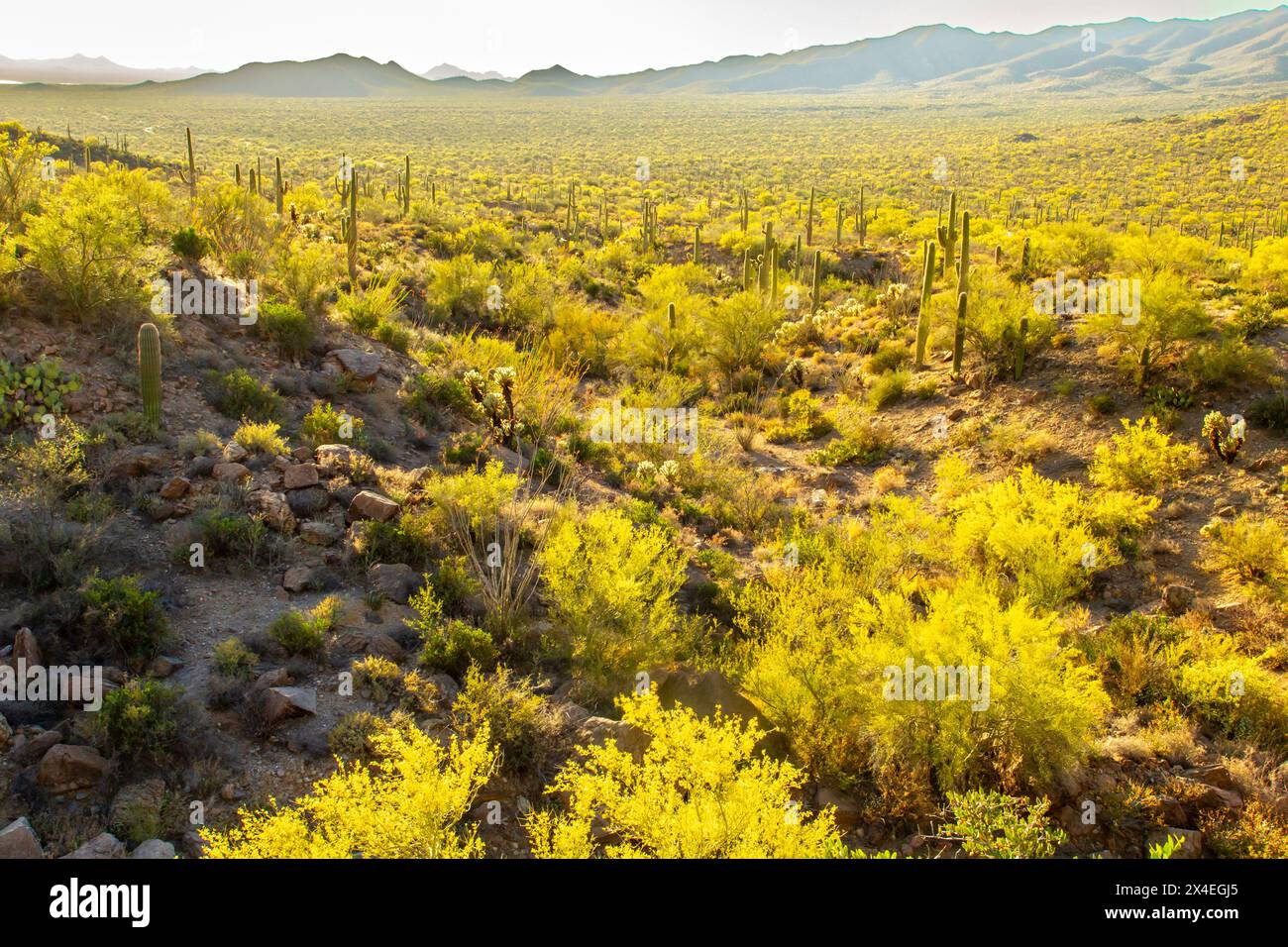 USA, Arizona, Tucson Mountain Park. Sonoran Desert with palo verde ...