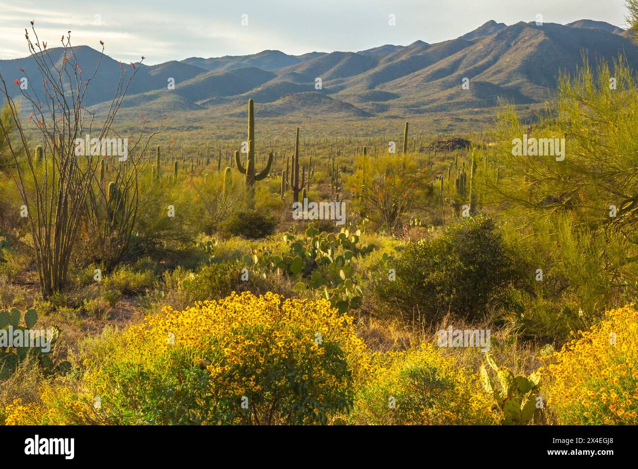 USA, Arizona, Tucson Mountain Park. Sonoran desert landscape Stock ...