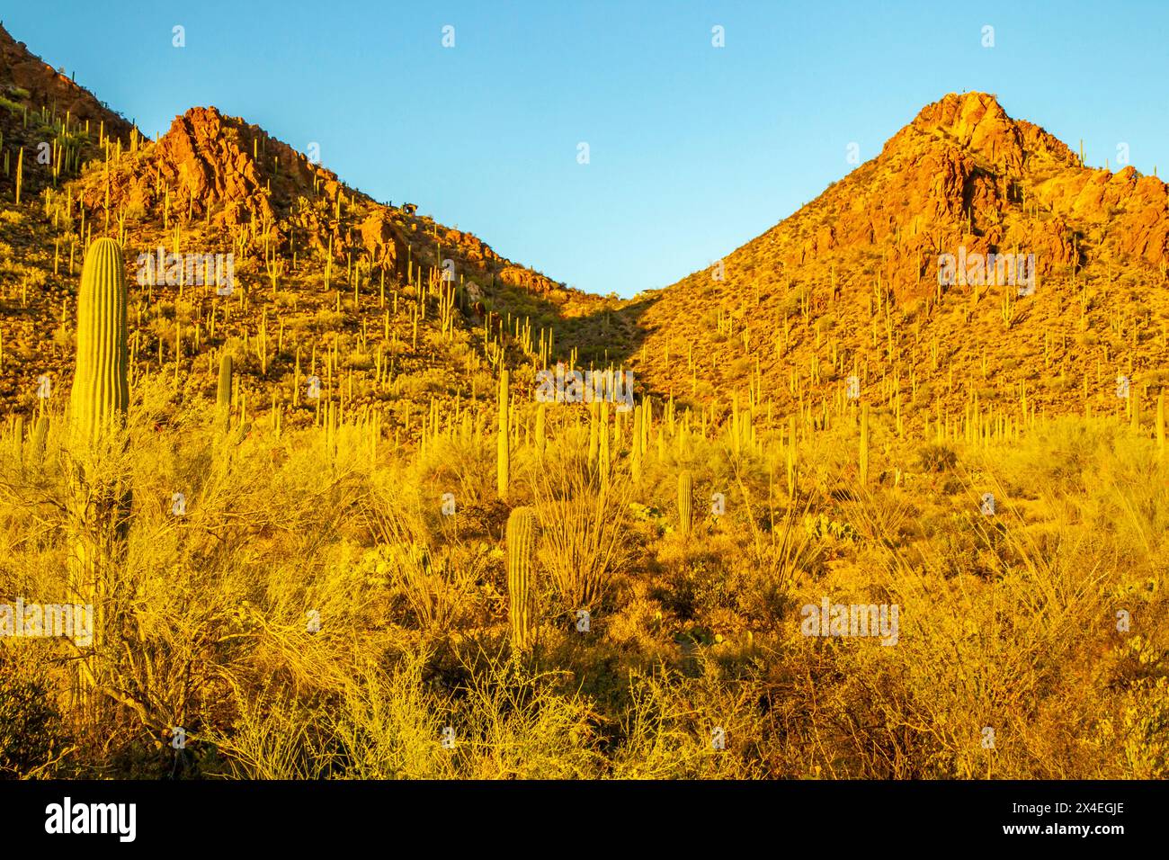 Arizona desert trees hi-res stock photography and images - Alamy