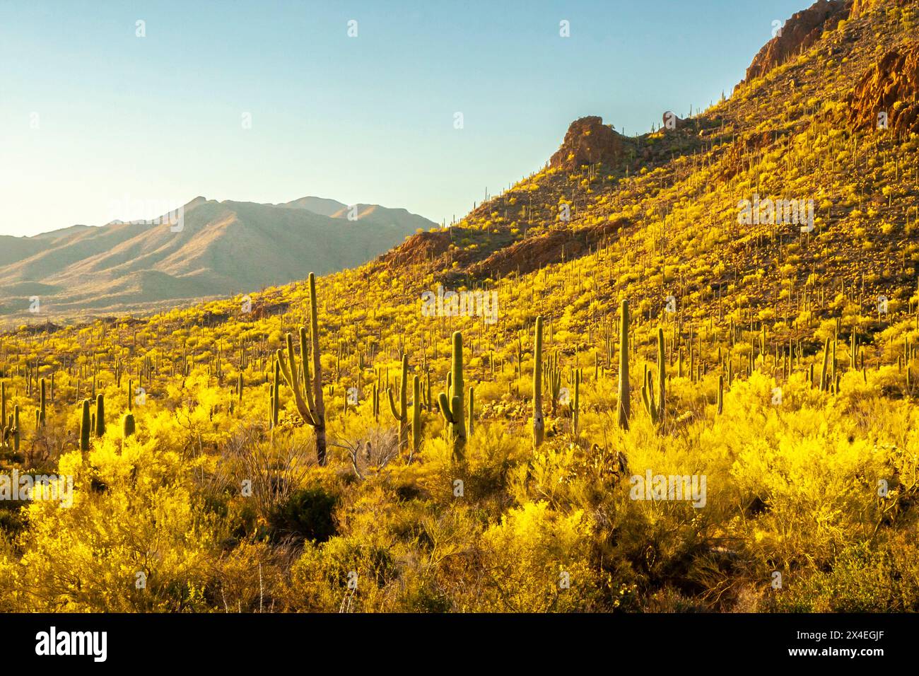USA, Arizona, Tucson Mountain Park. Sonoran desert landscape Stock ...