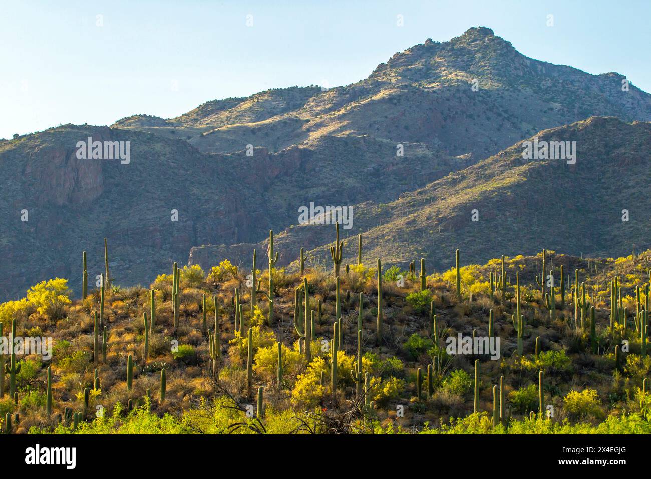 USA, Arizona, Tucson Mountain Park. Sonoran Desert with palo verde ...