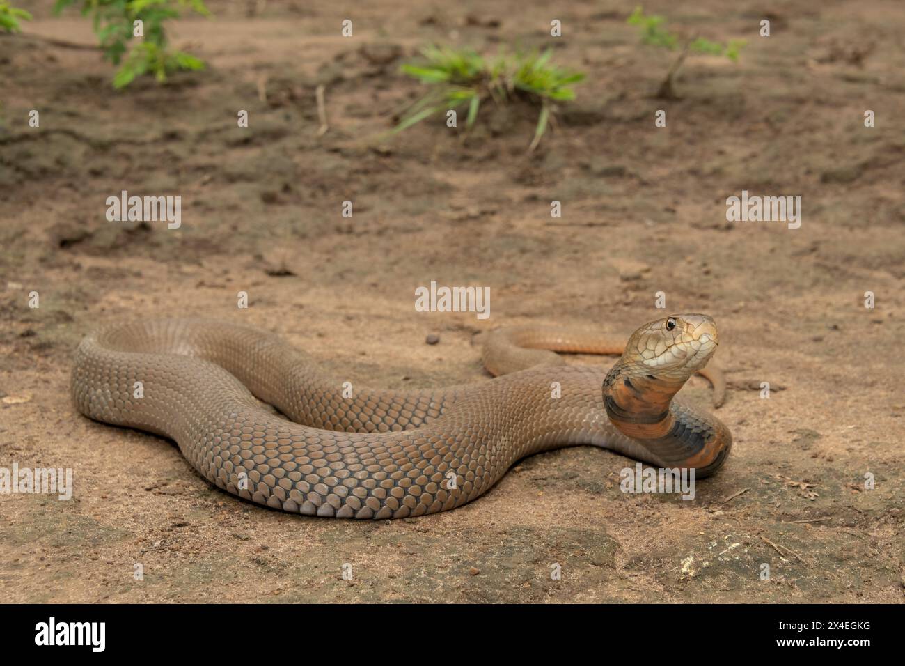 Mozambique spitting cobra hi-res stock photography and images - Alamy