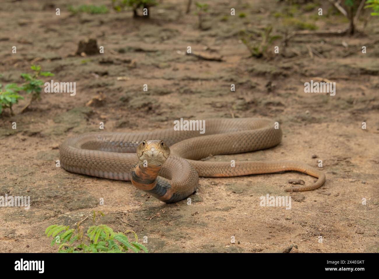 A deadly Mozambique Spitting Cobra (Naja mossambica) ready to spit its ...