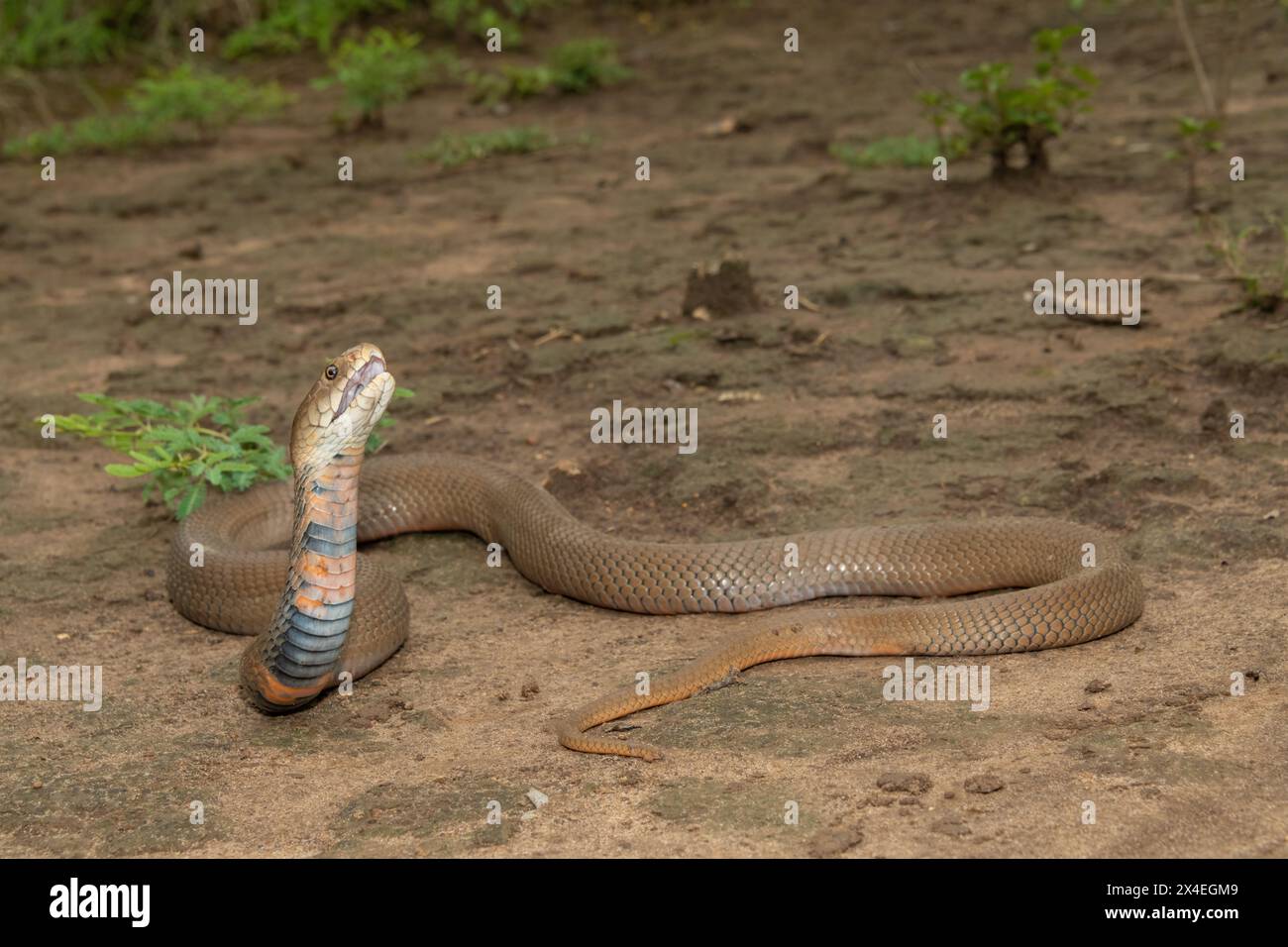A deadly Mozambique Spitting Cobra (Naja mossambica) ready to spit its ...