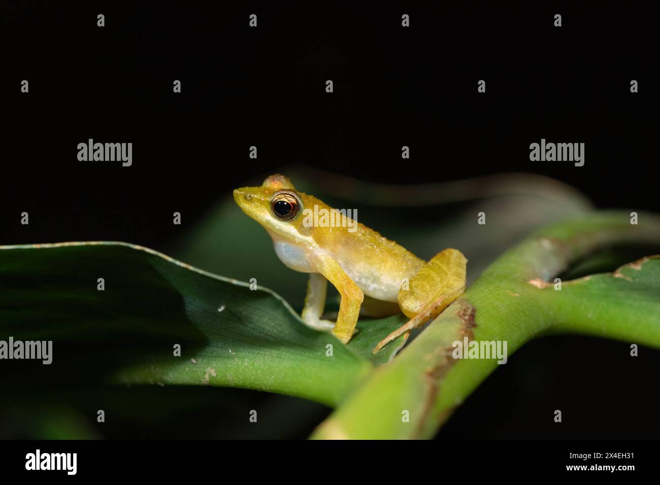 The rare and endangered Kloof frog, also known as the Natal diving frog ...
