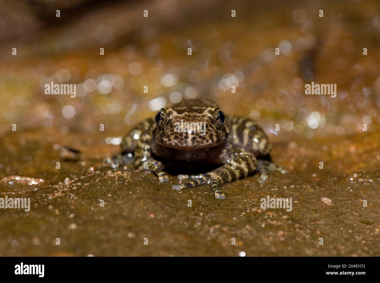 A beautiful Natal Cascade Frog (Hadromophryne natalensis) at the base ...
