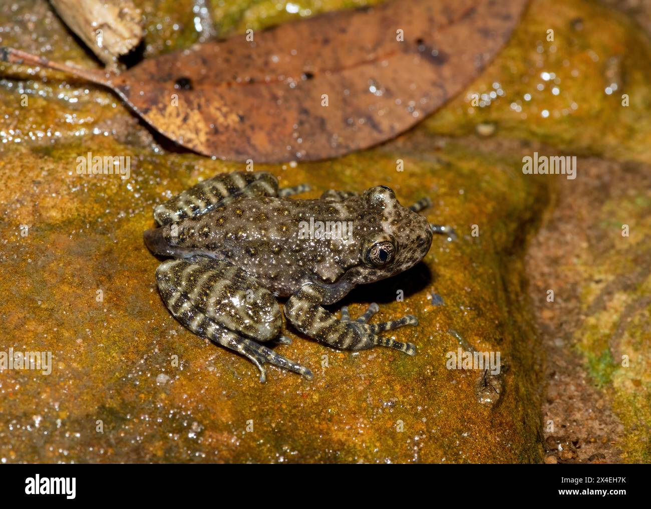 A beautiful Natal Cascade Frog (Hadromophryne natalensis) at the base ...
