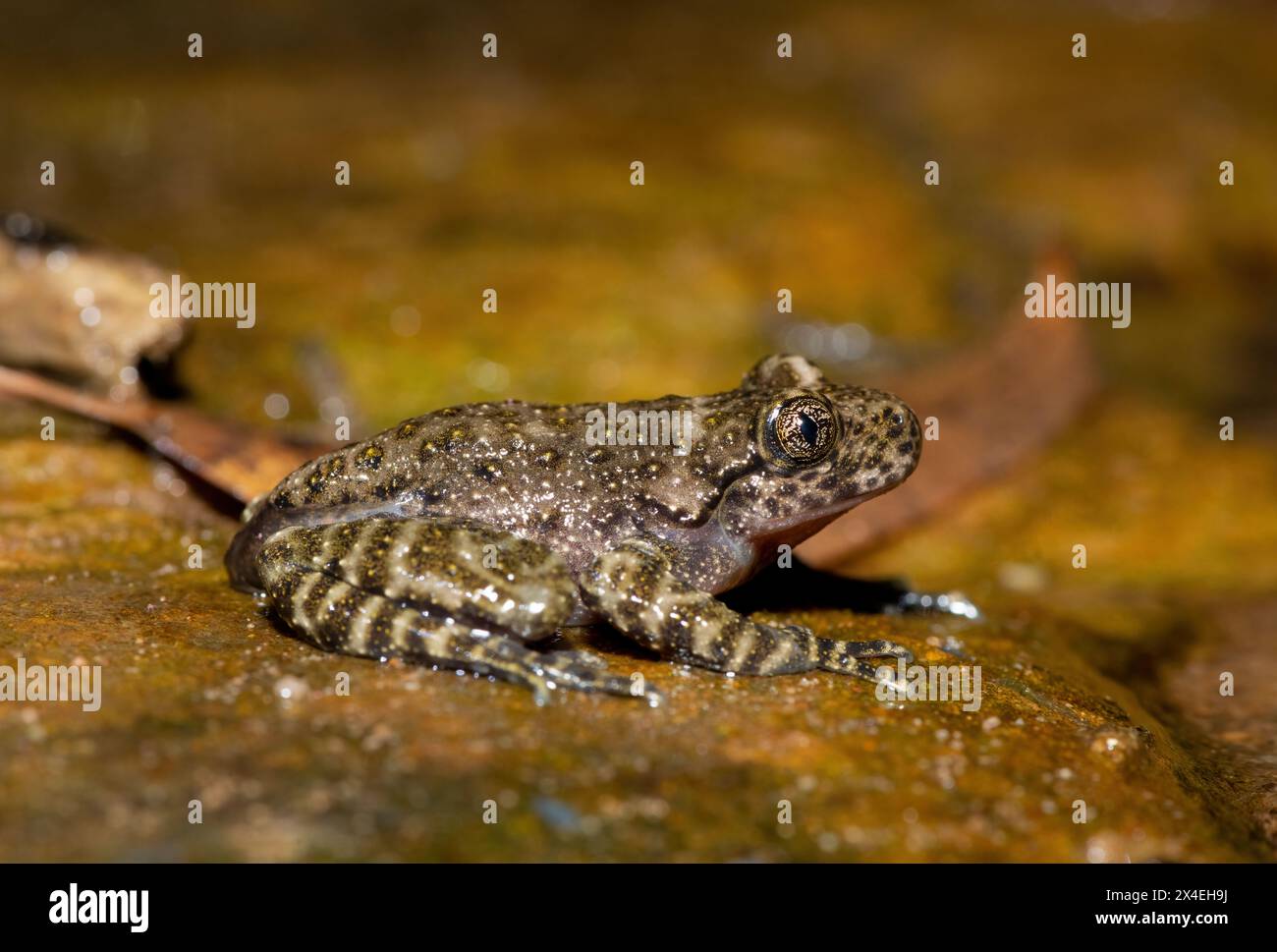 Hadromophryne natalensis hi-res stock photography and images - Alamy