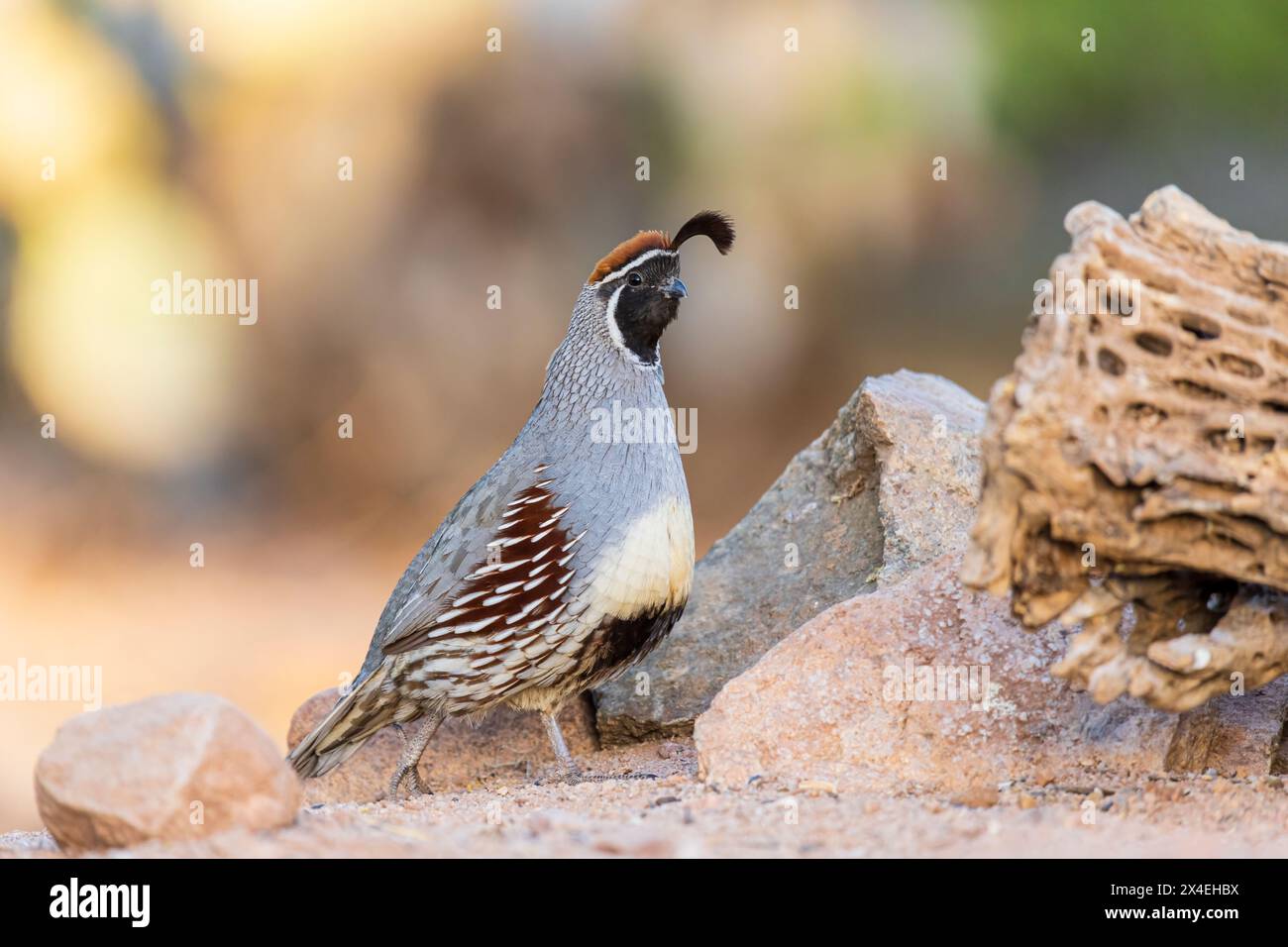 Male quail hi-res stock photography and images - Alamy