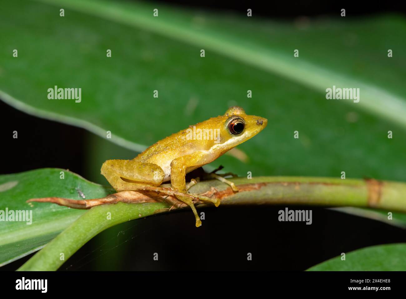 The rare and endangered Kloof frog, also known as the Natal diving frog ...