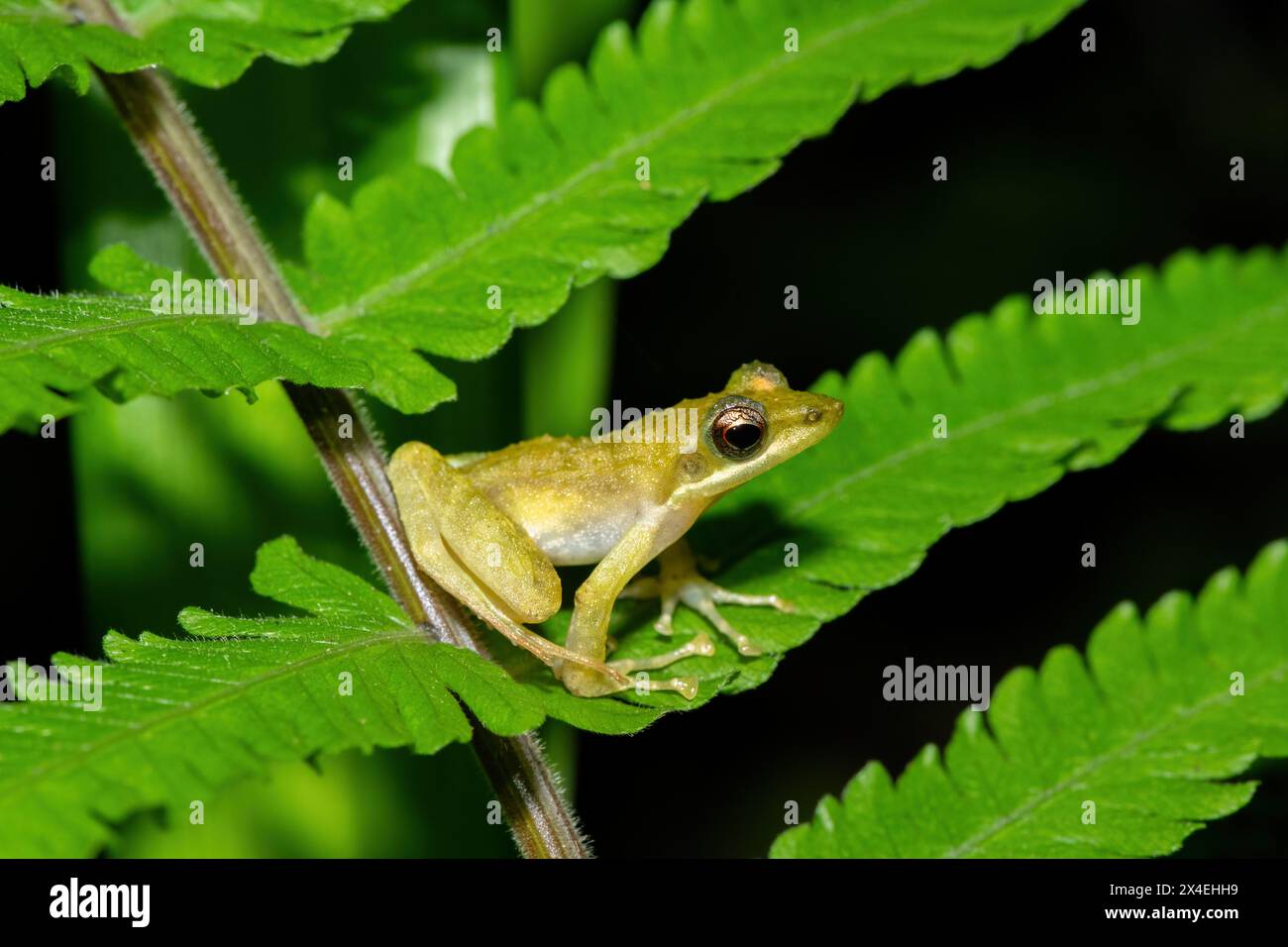 The rare and endangered Kloof frog, also known as the Natal diving frog ...