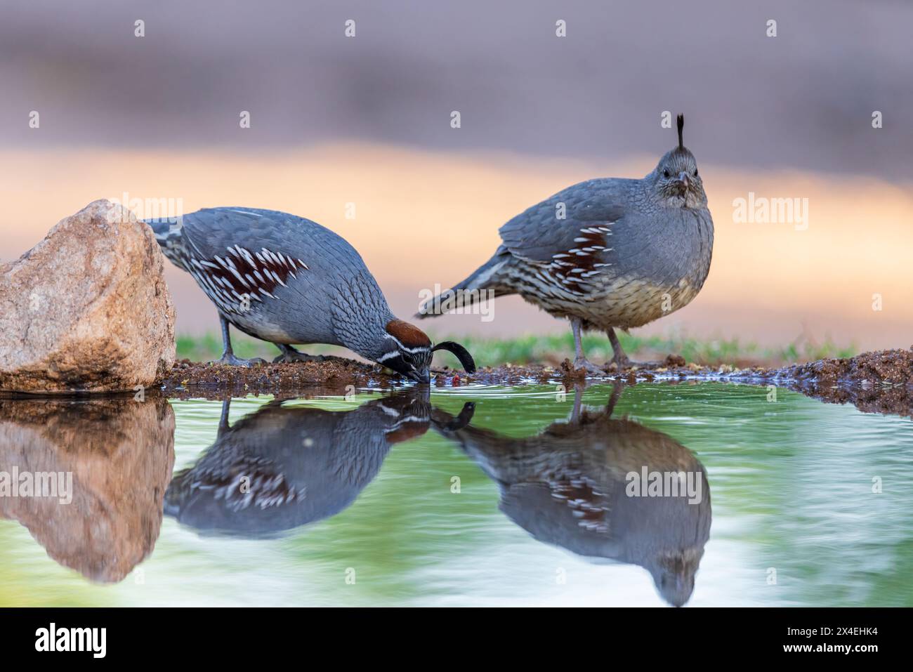 Quail male and female hi-res stock photography and images - Alamy