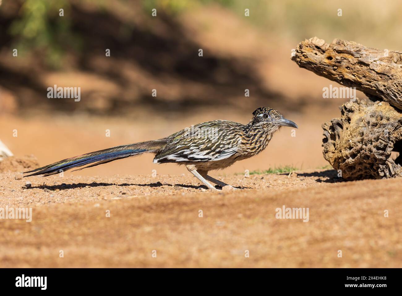 Greater Roadrunner in desert, Pima County, Arizona Stock Photo - Alamy