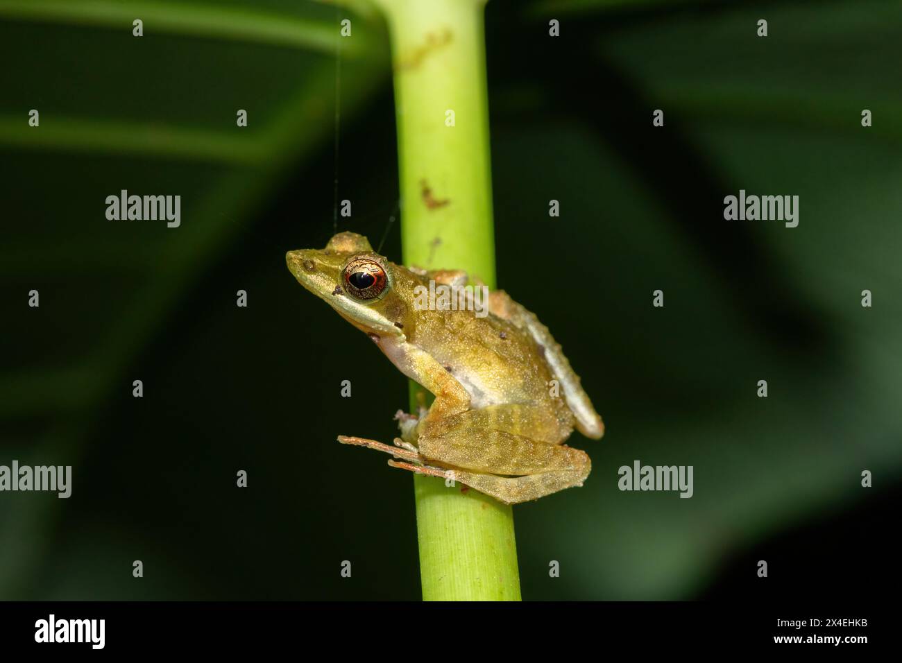 The rare and endangered Kloof frog, also known as the Natal diving frog ...