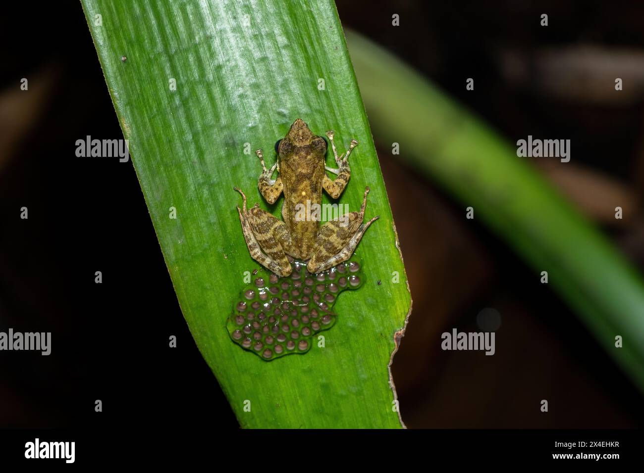 A rare and endangered Kloof frog, also known as the Natal diving frog ...