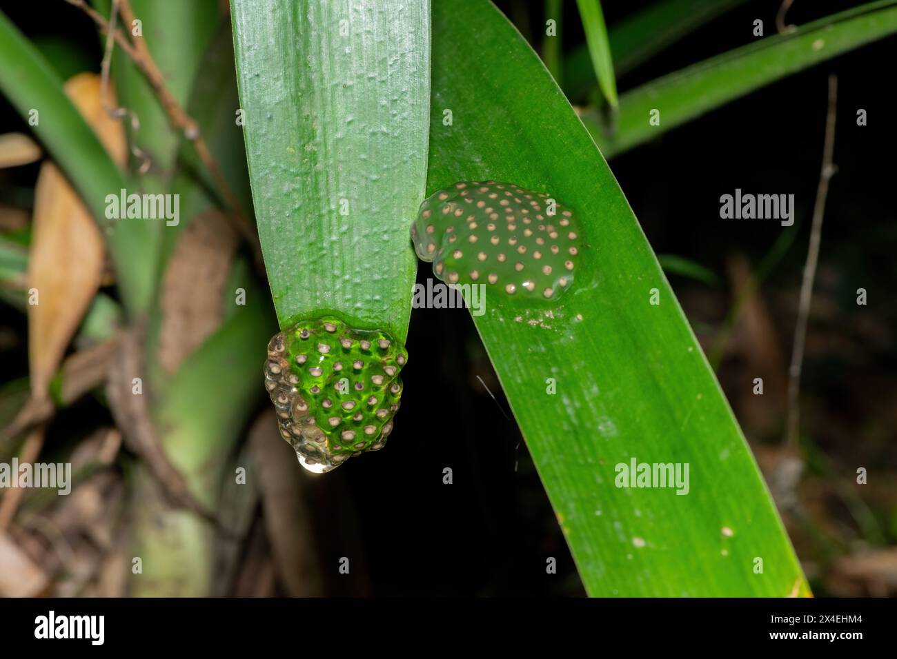 Egg clump of the rare and endangered Kloof frog, also known as the ...